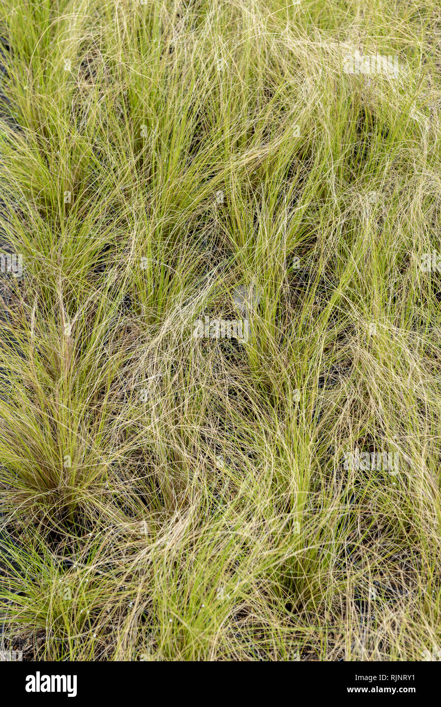 Federgras Stipa Sp Stockfotos und -bilder Kaufen - Alamy