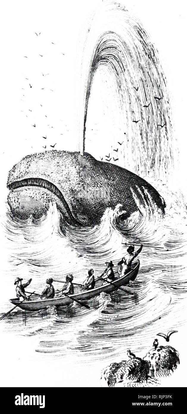 Wal harpune -Fotos und -Bildmaterial in hoher Auflösung – Alamy