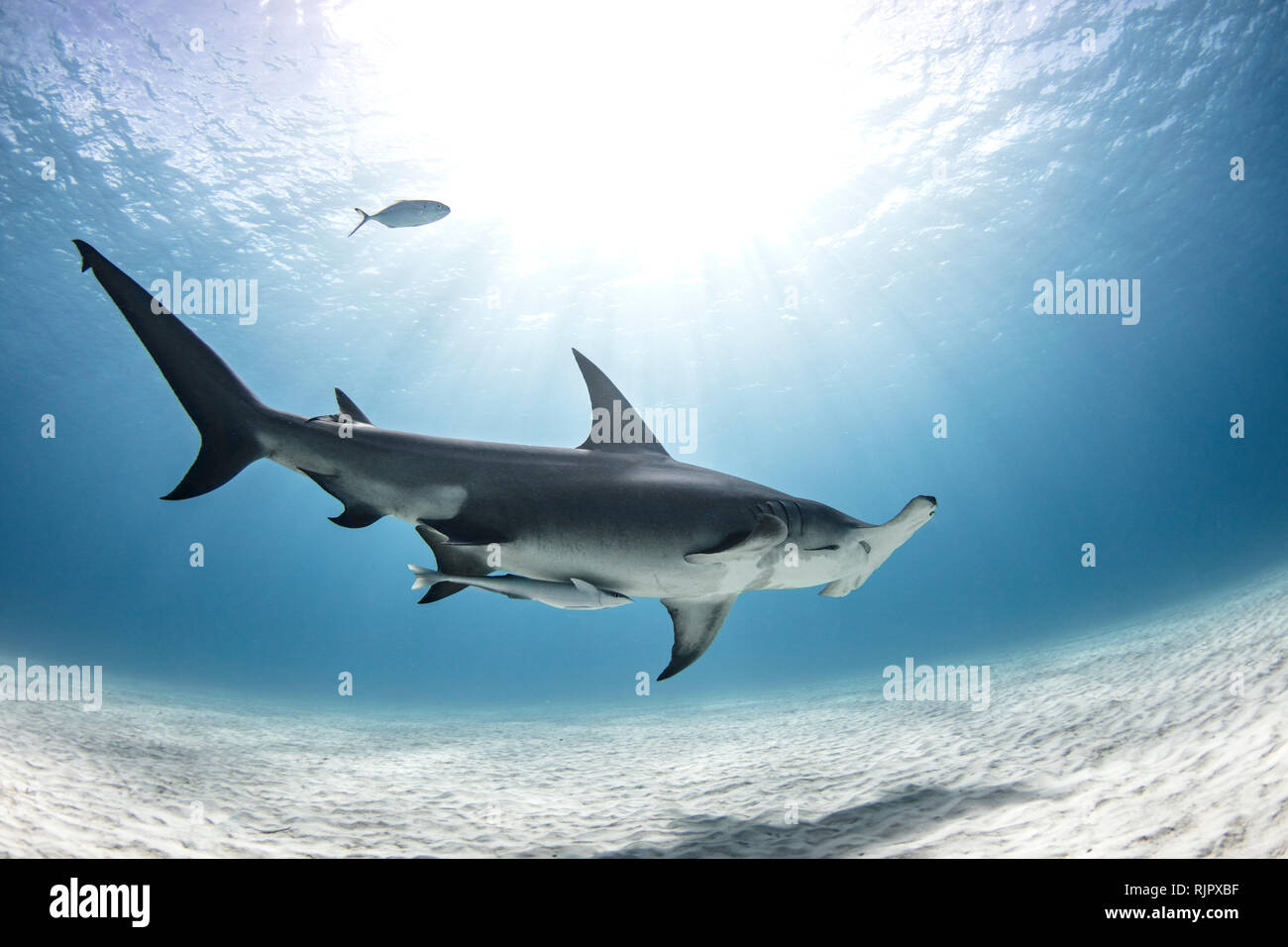 Große Hammerhai, Alice Town, Bimini, Bahamas Stockfotografie - Alamy