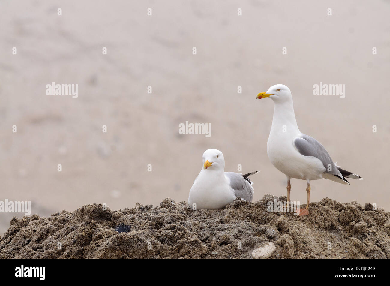 Möwen bilder -Fotos und -Bildmaterial in hoher Auflösung – Alamy