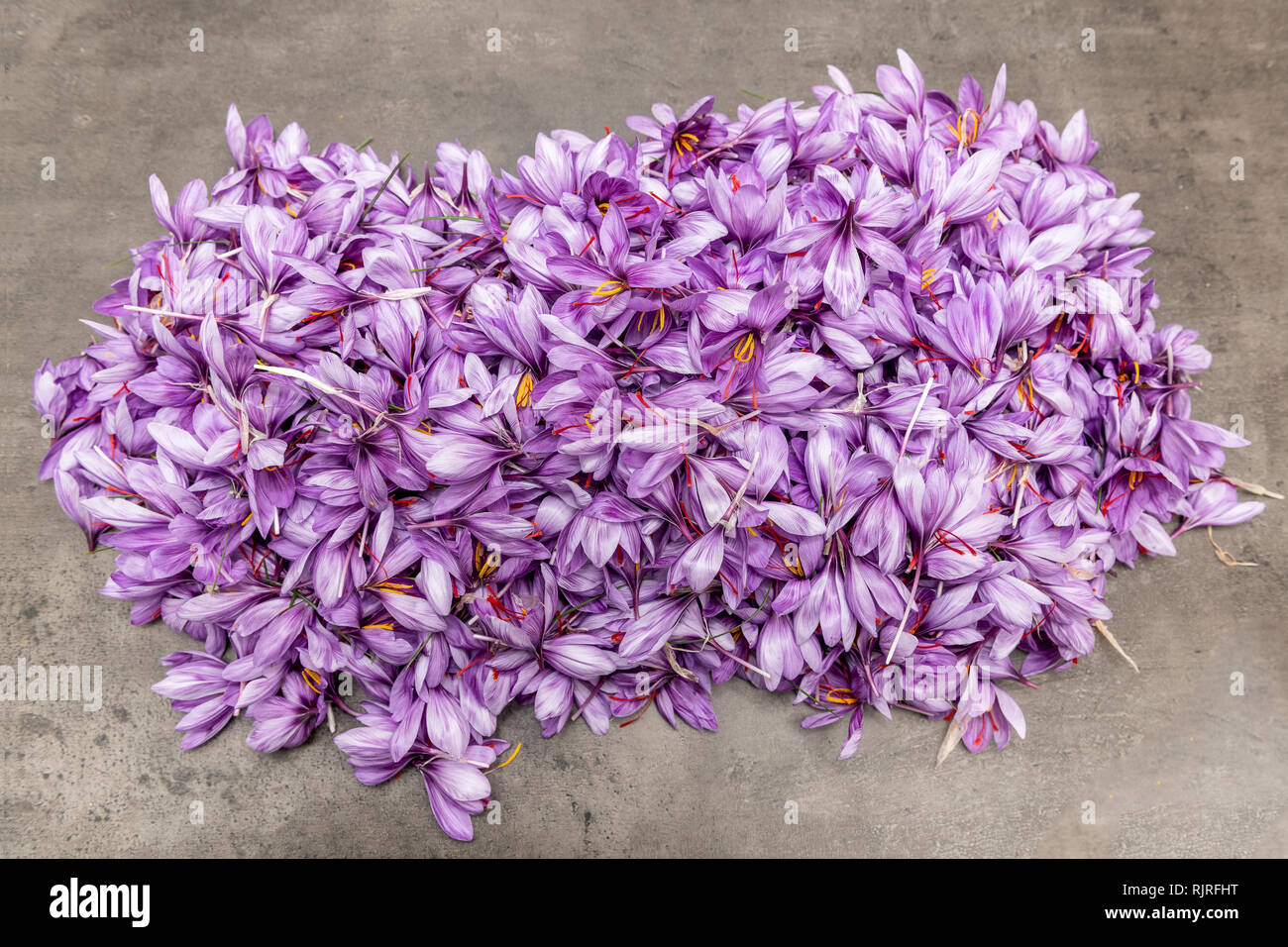 Crocus sativus harvest -Fotos und -Bildmaterial in hoher Auflösung – Alamy