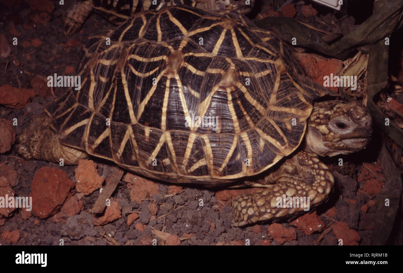 Testudo elegans -Fotos und -Bildmaterial in hoher Auflösung – Alamy