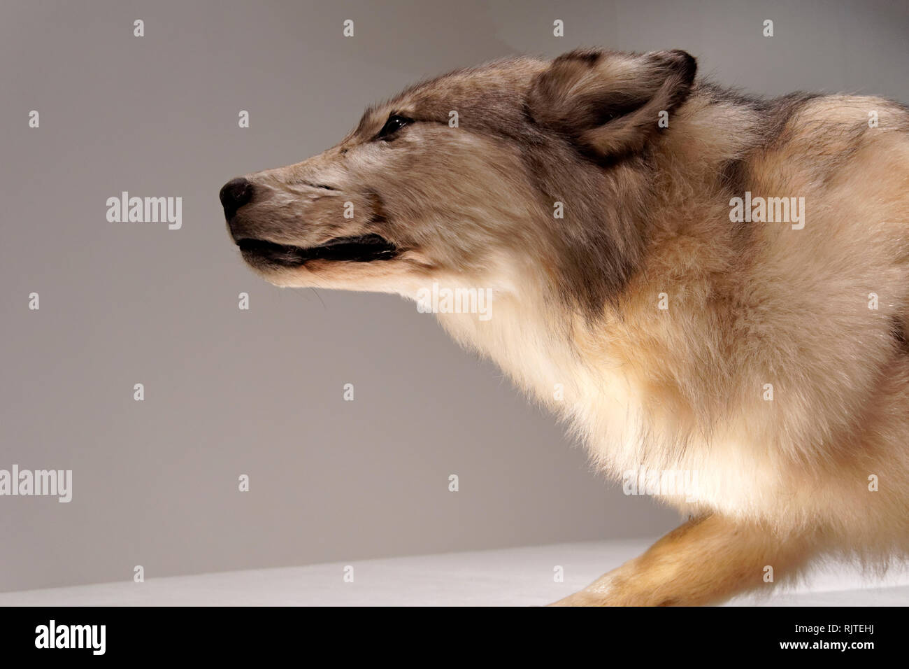 Taxidermierter wolf -Fotos und -Bildmaterial in hoher Auflösung – Alamy