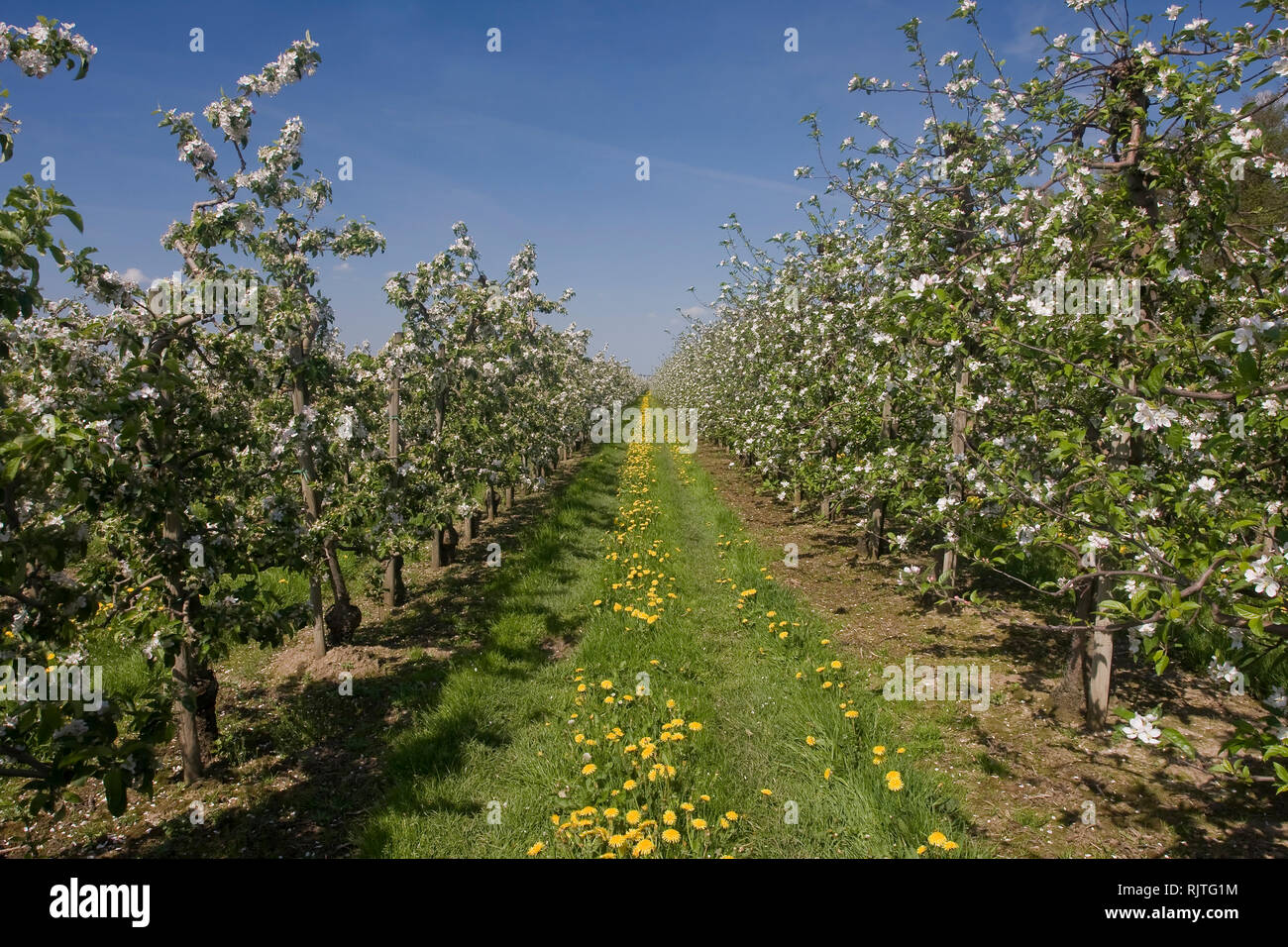 Obst produzierende region -Fotos und -Bildmaterial in hoher Auflösung ...