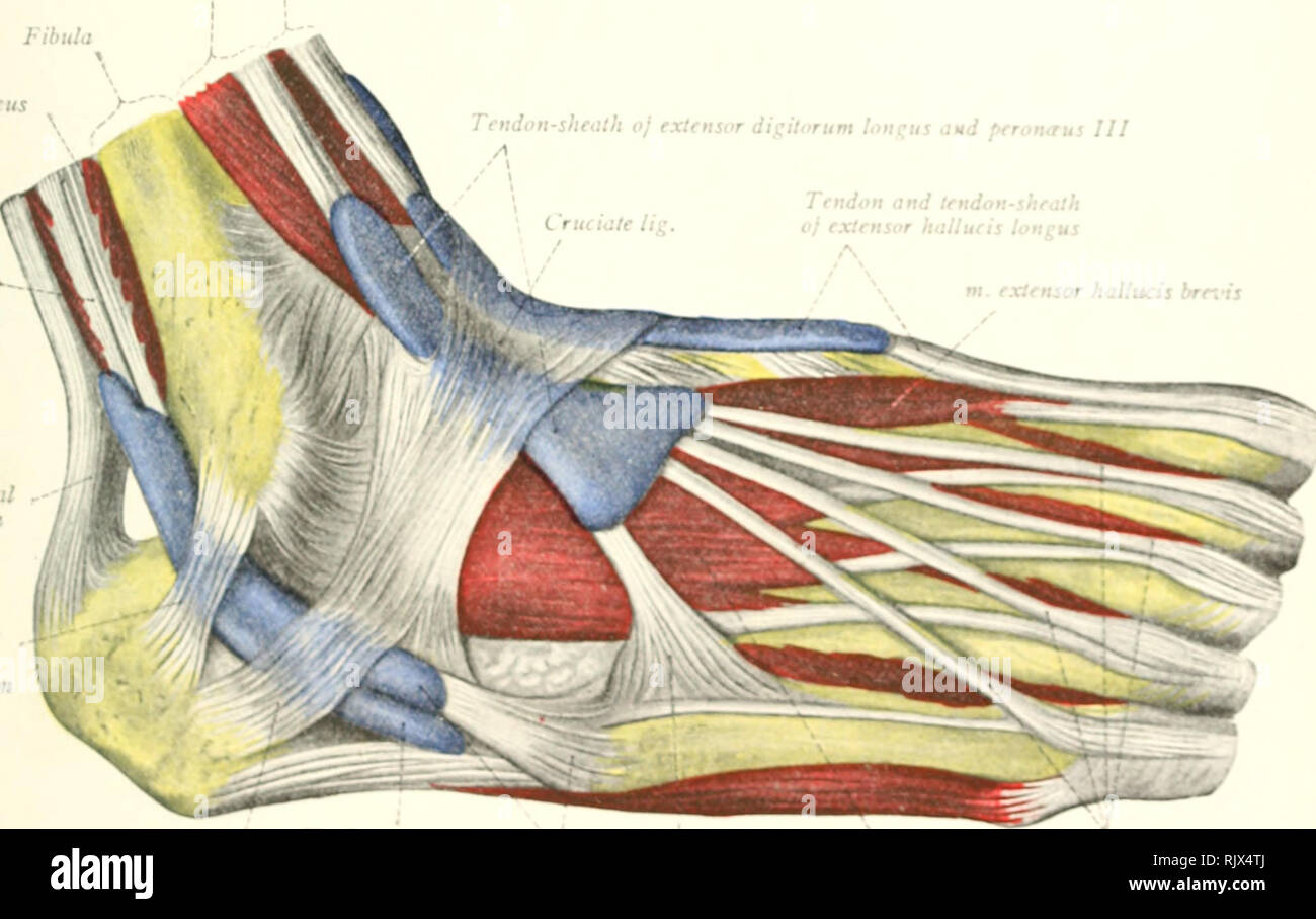 . Atlas und Lehrbuch der menschlichen Anatomie. Anatomie - Atlanten ...