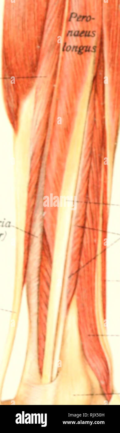Pes anserinus -Fotos und -Bildmaterial in hoher Auflösung – Alamy