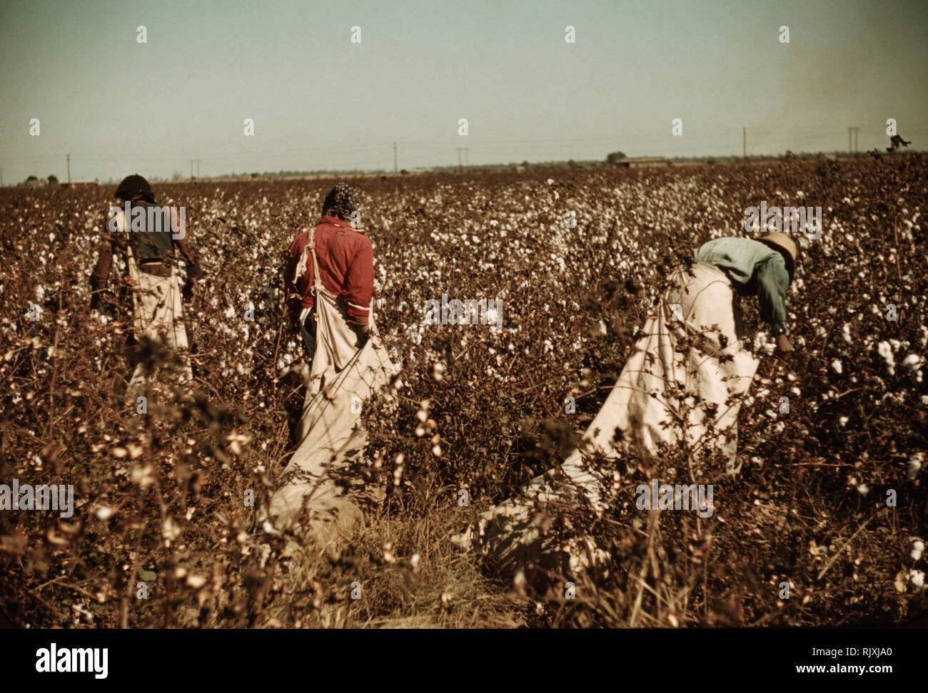African Cotton Harvest Stockfotos & African Cotton Harvest Bilder - Alamy