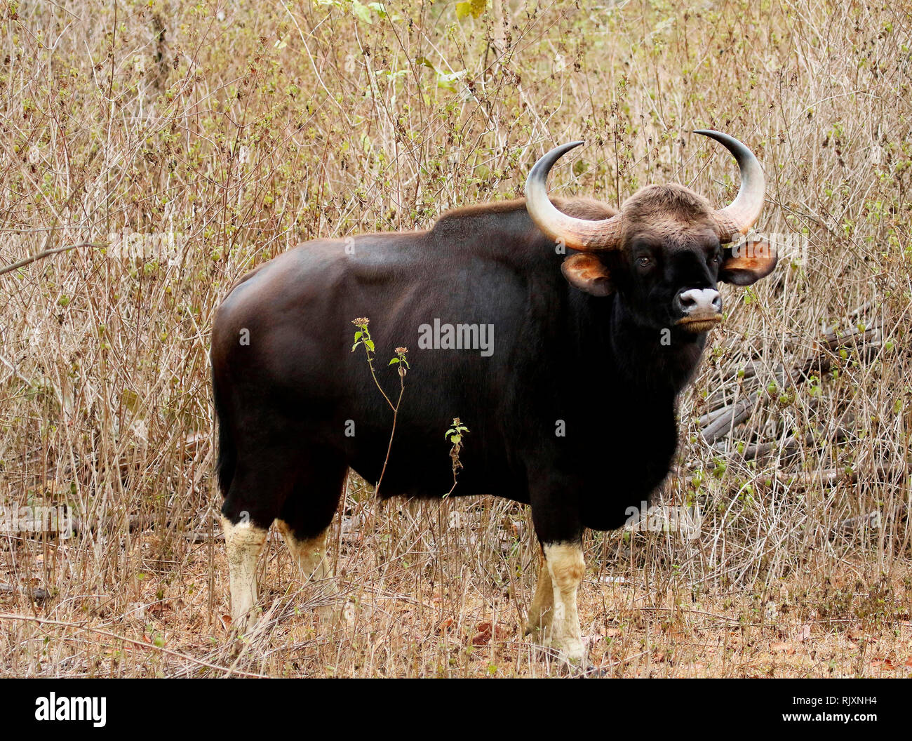 Gayal cattle -Fotos und -Bildmaterial in hoher Auflösung – Alamy