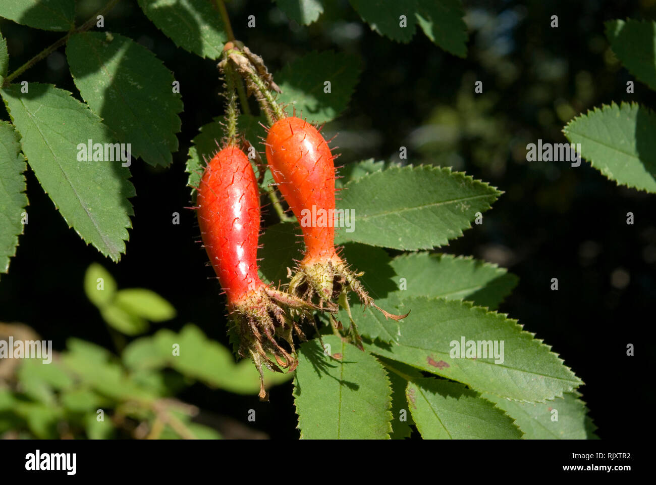 Hagebutte frucht -Fotos und -Bildmaterial in hoher Auflösung – Alamy