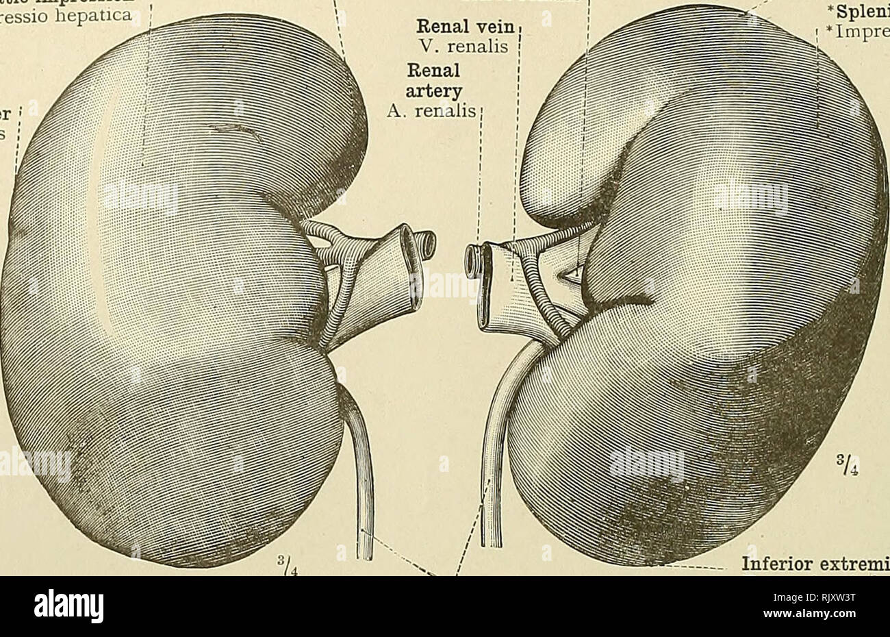 . Ein Atlas der menschlichen Anatomie für Studenten und Ärzte. Anatomie ...