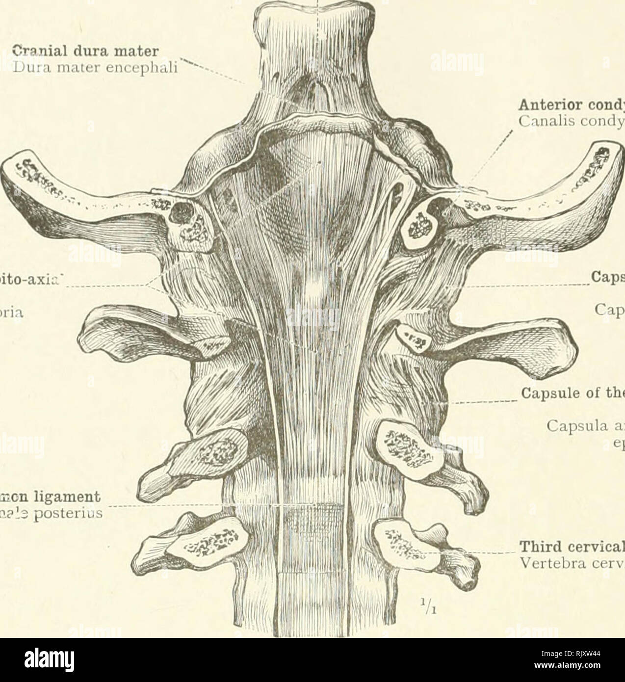 Membrana tectoria -Fotos und -Bildmaterial in hoher Auflösung – Alamy
