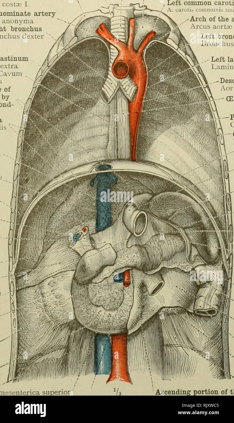 . Ein Atlas der menschlichen Anatomie für Studenten und Ärzte. Anatomie ...
