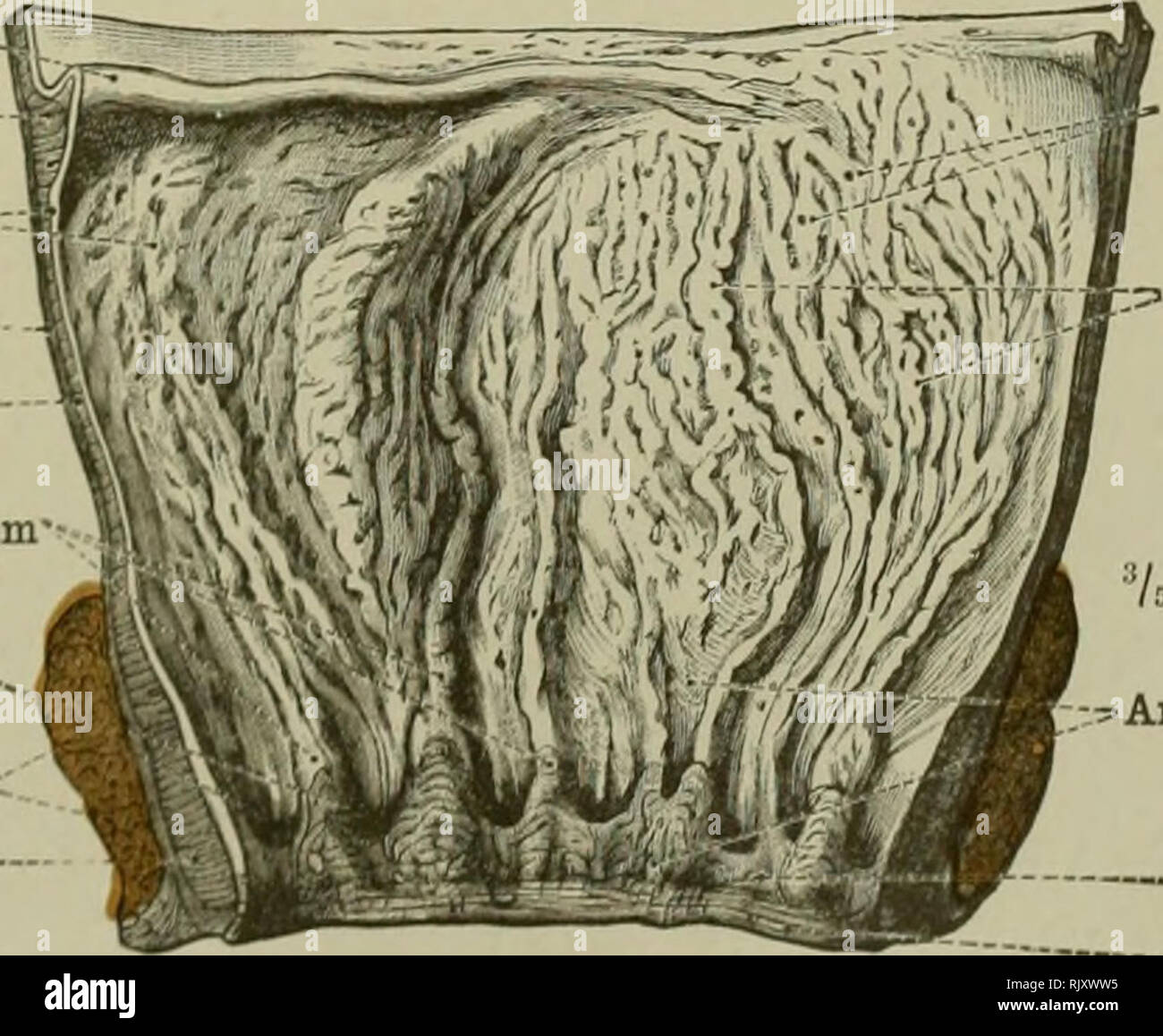 . Ein Atlas der menschlichen Anatomie für Studenten und Ärzte. Anatomie ...