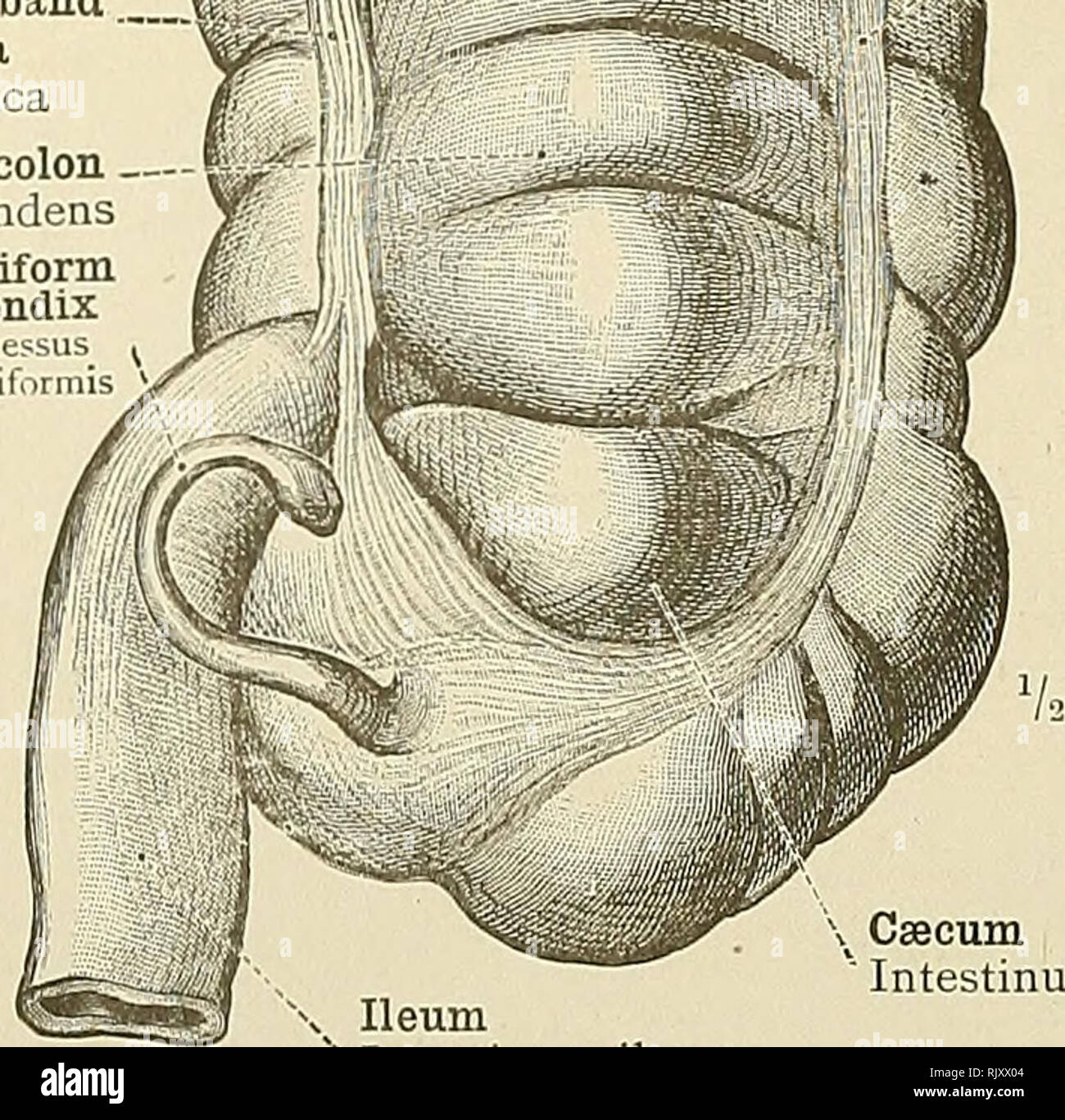 Appendix vermiformis -Fotos und -Bildmaterial in hoher Auflösung – Alamy