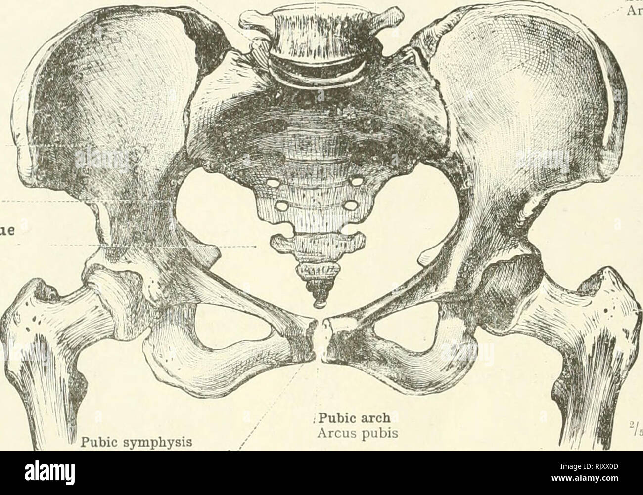 . Ein Atlas der menschlichen Anatomie für Studenten und Ärzte. Anatomie ...