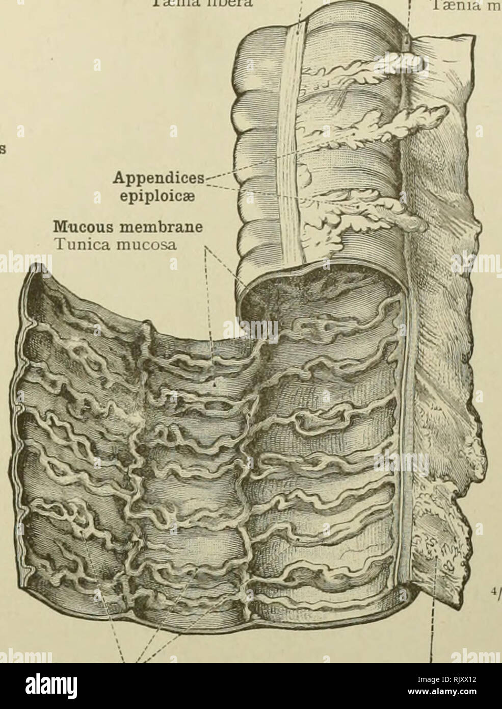 . Ein Atlas der menschlichen Anatomie für Studenten und Ärzte. Anatomie ...