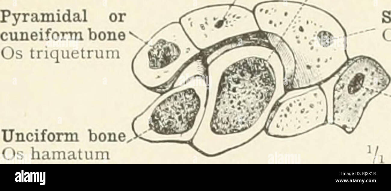 . Ein Atlas der menschlichen Anatomie für Studenten und Ärzte. Anatomie ...