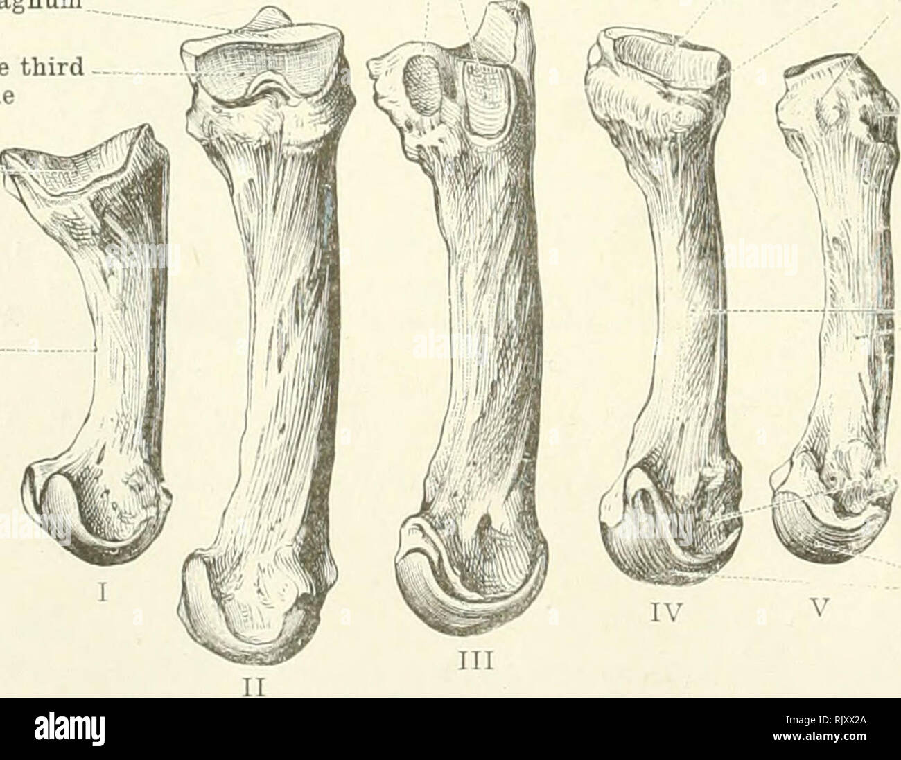 Processus styloideus -Fotos und -Bildmaterial in hoher Auflösung – Alamy