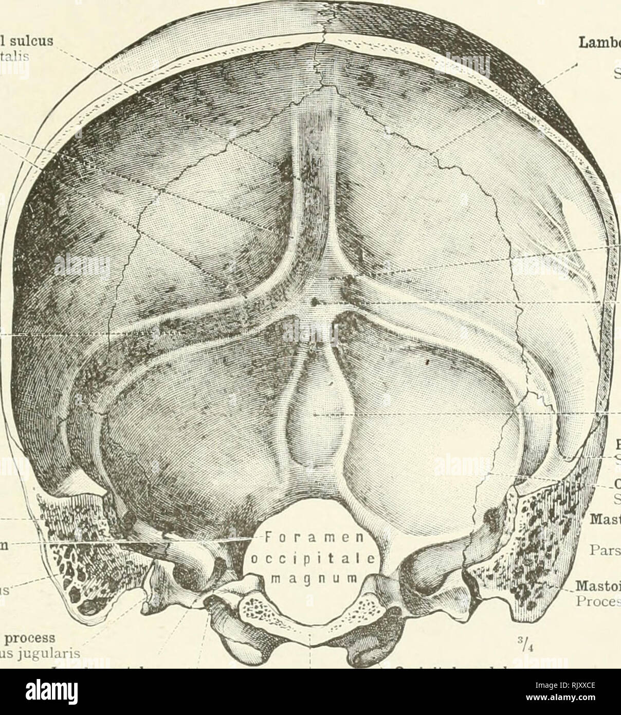 . Ein Atlas der menschlichen Anatomie für Studenten und Ärzte. Anatomie ...