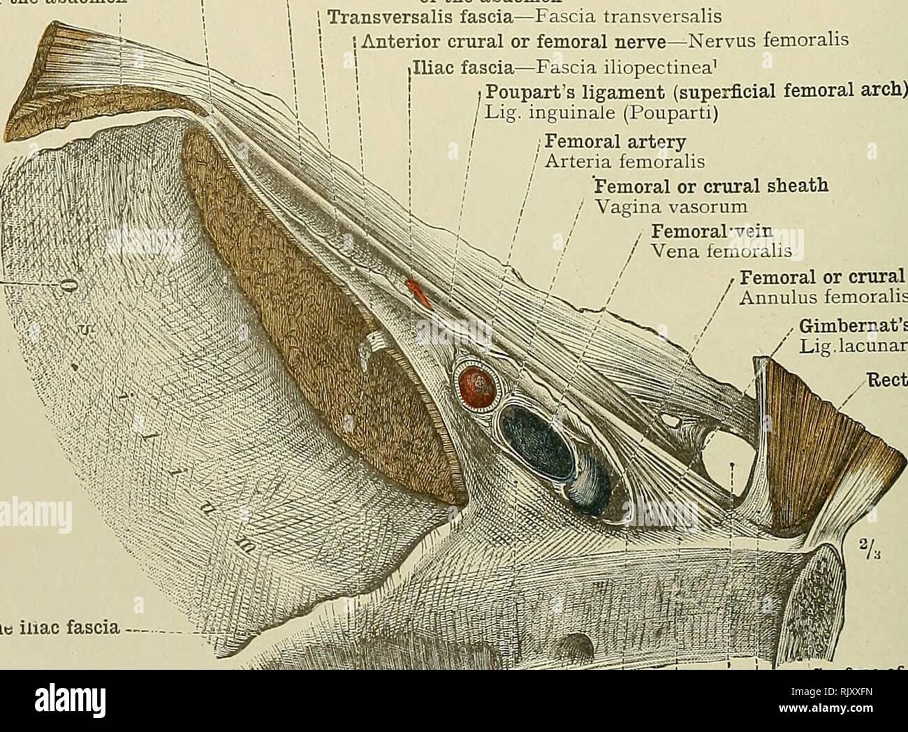 Spina iliaca anterior inferior -Fotos und -Bildmaterial in hoher ...