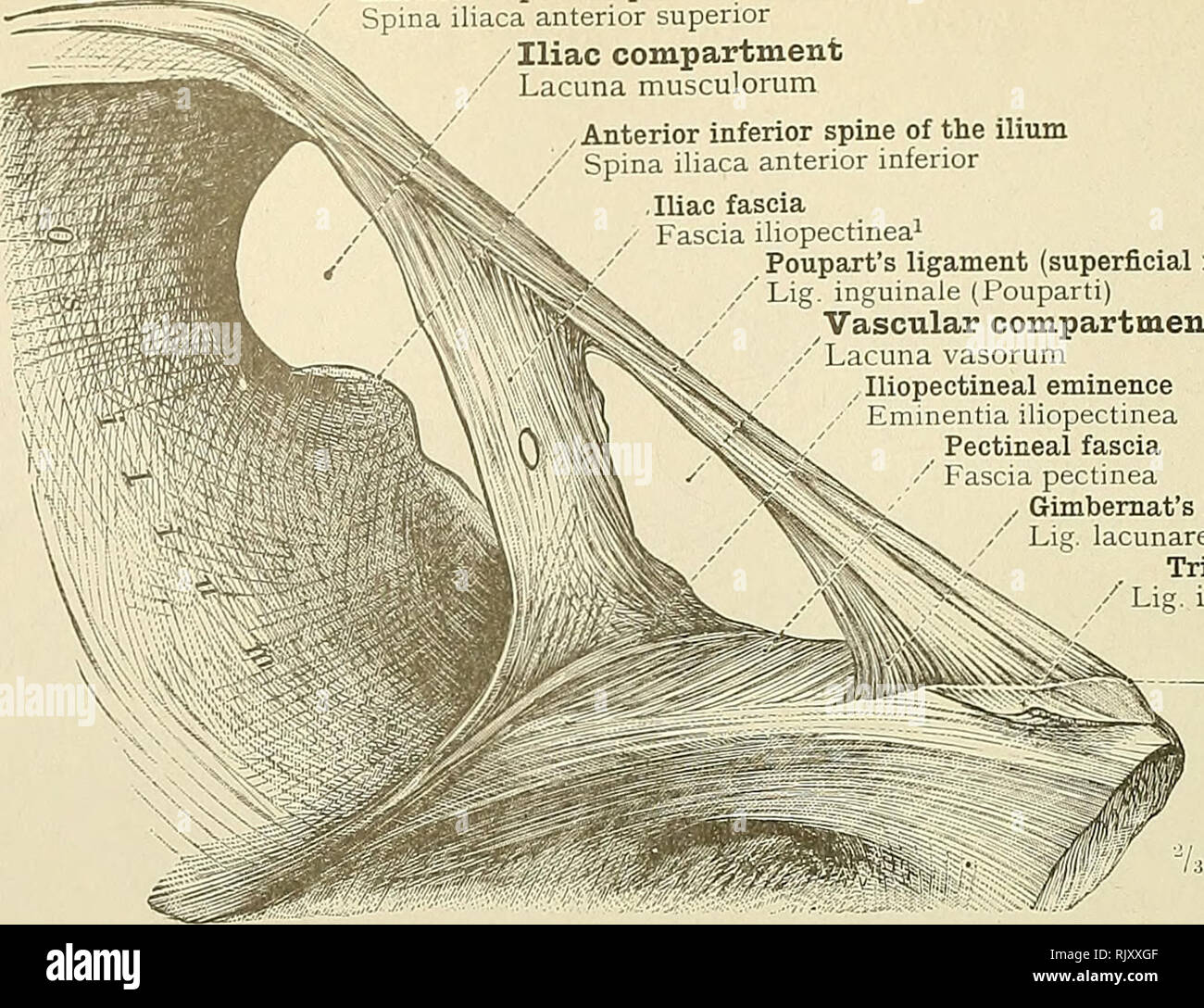 Crista Iliaca Posterior