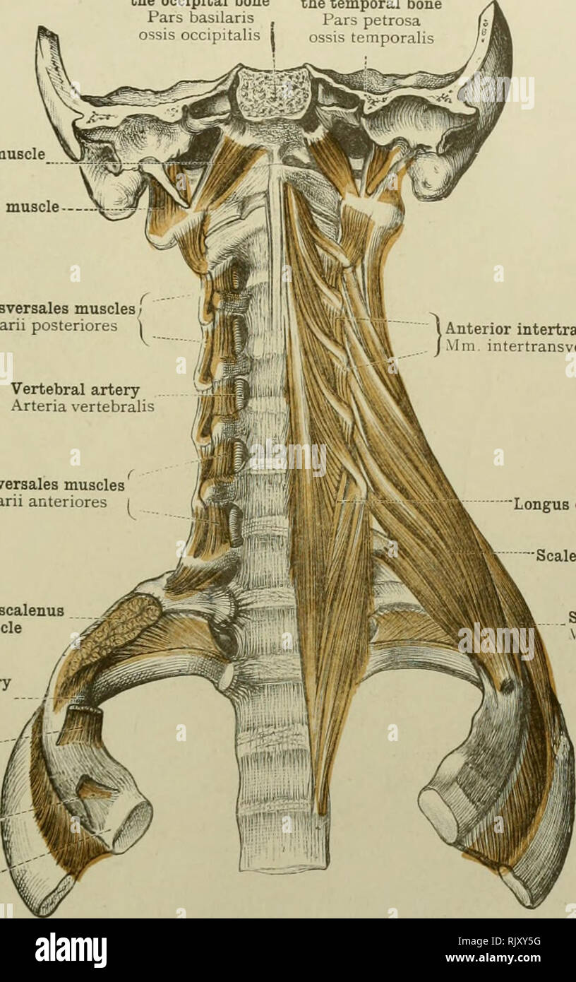 M Rectus Lateralis Stockfotos und -bilder Kaufen - Alamy