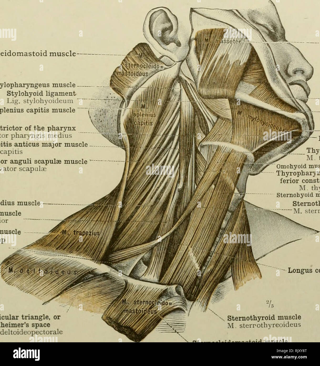 Deltoid muscles anterior anatomy muscles -Fotos und -Bildmaterial in ...