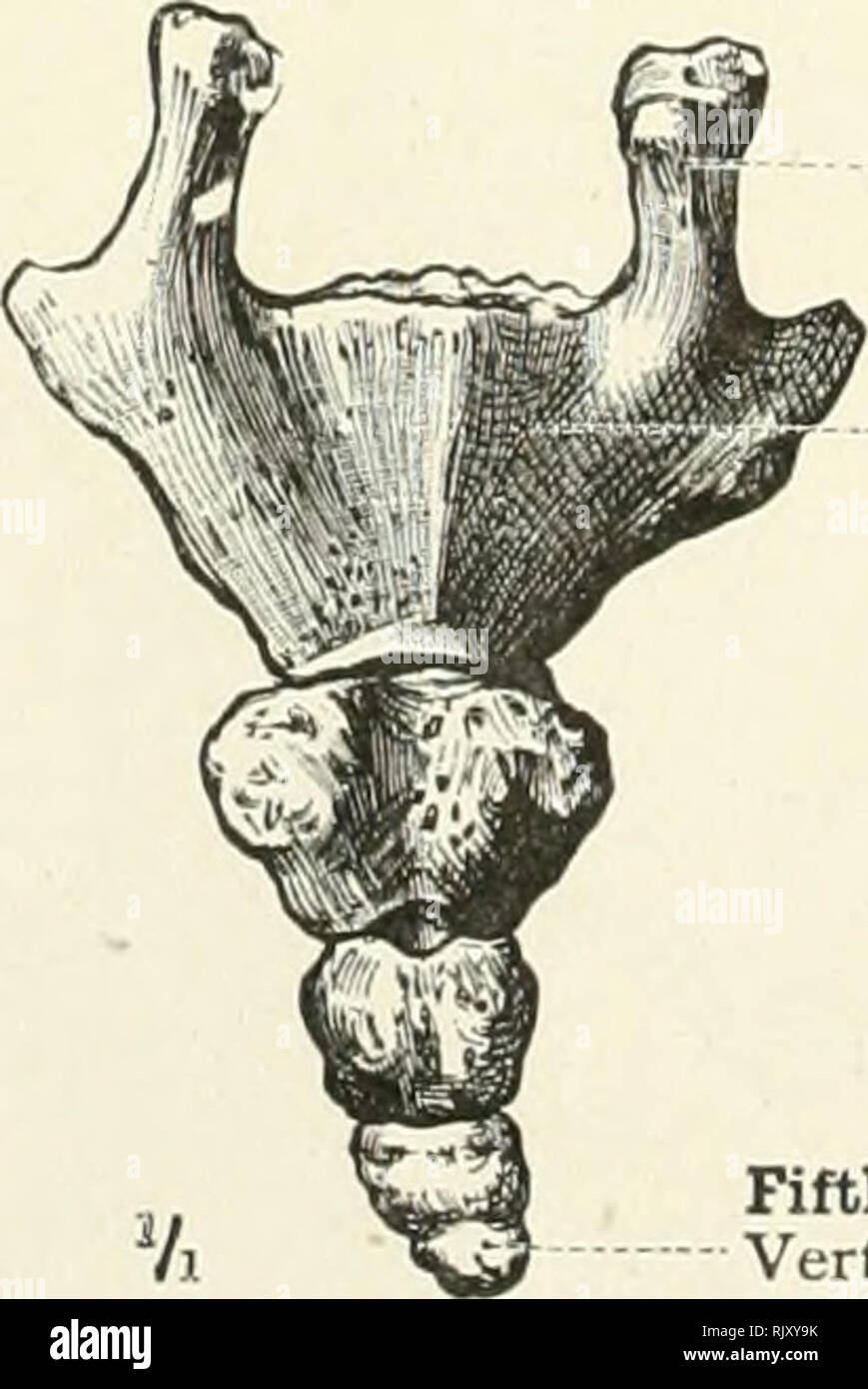 . Ein Atlas der menschlichen Anatomie für Studenten und Ärzte. Anatomie ...