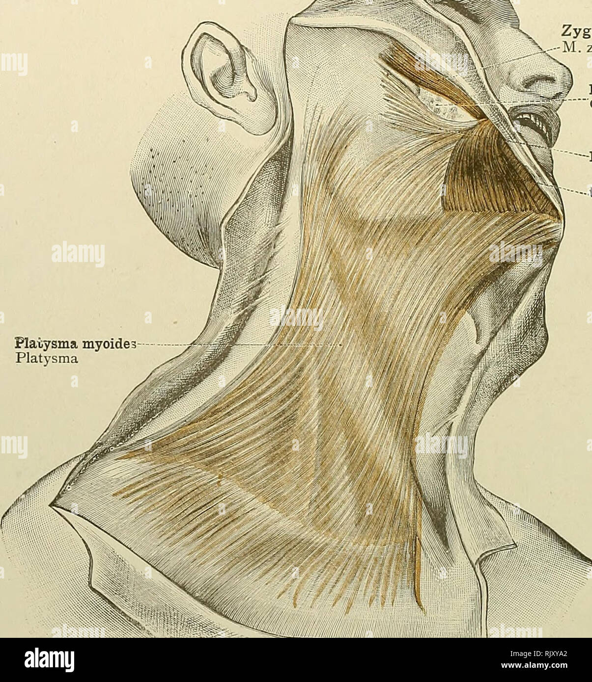 . Ein Atlas der menschlichen Anatomie für Studenten und Ärzte. Anatomie ...