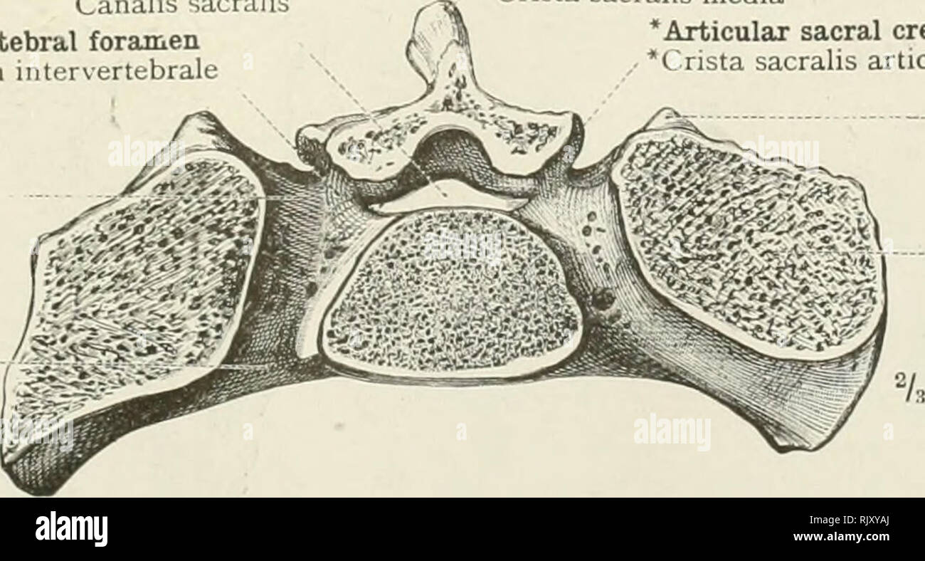 Sacral foramen -Fotos und -Bildmaterial in hoher Auflösung – Alamy