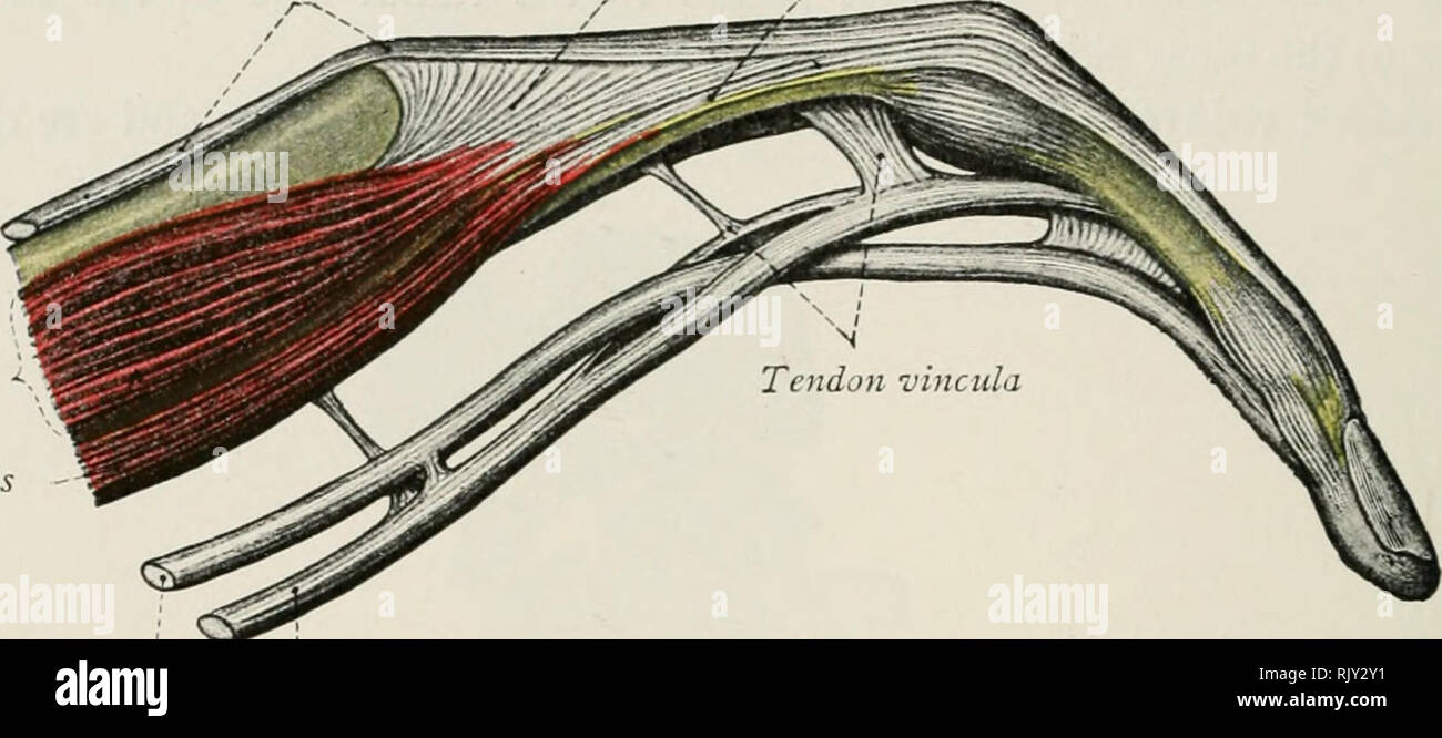 . Atlas und Lehrbuch der menschlichen Anatomie. Anatomie - Atlanten ...