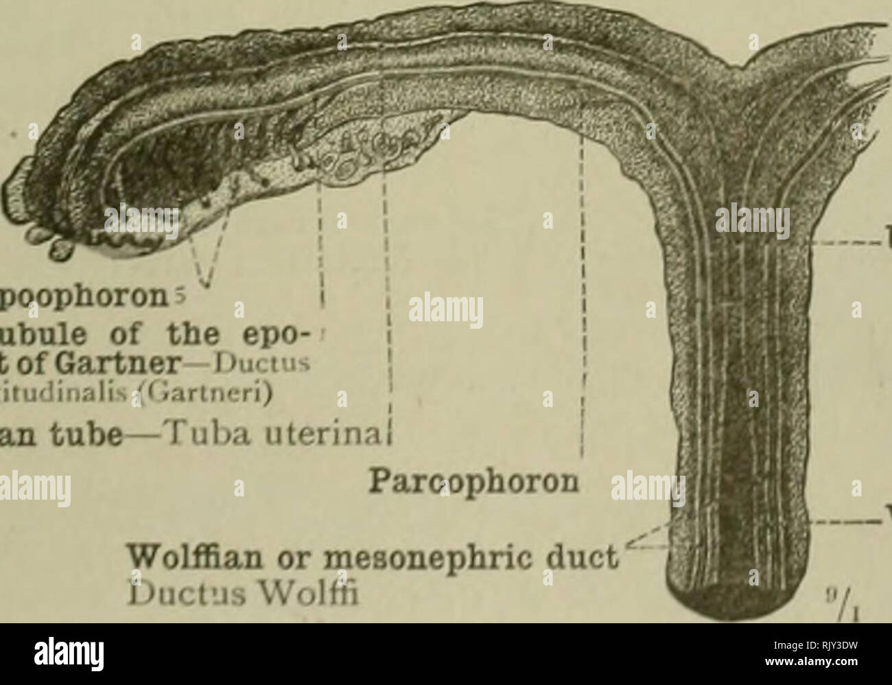 Epo leber -Fotos und -Bildmaterial in hoher Auflösung – Alamy