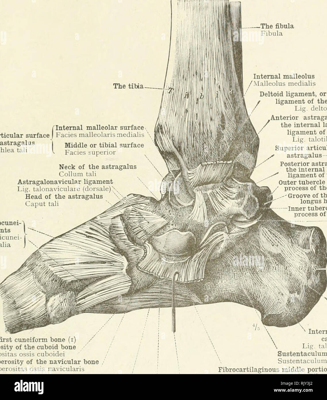 Tuberositas Tibiae Stockfotos und -bilder Kaufen - Alamy