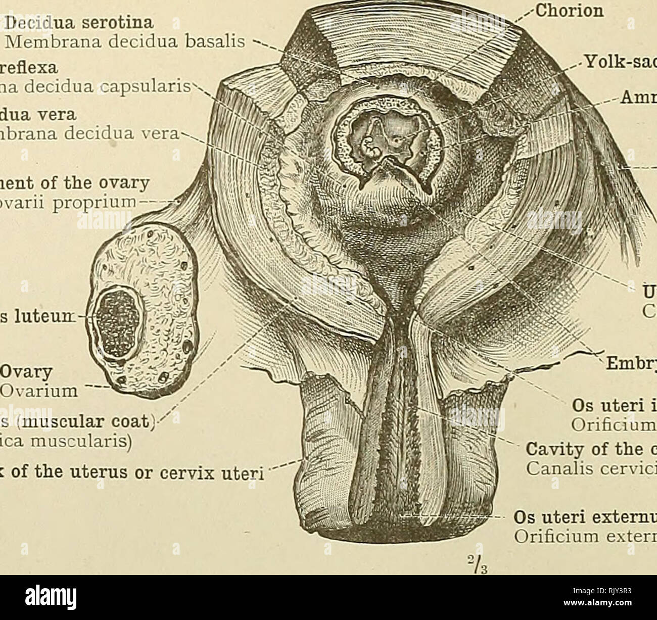 . Ein Atlas der menschlichen Anatomie für Studenten und Ärzte. Anatomie. 518 WEIBLICHEN ...