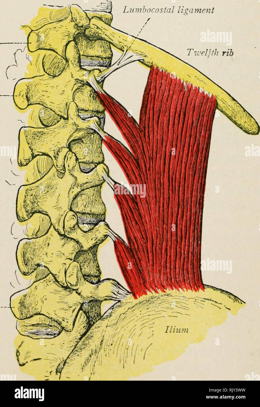 . Atlas und Lehrbuch der menschlichen Anatomie. Anatomie - Atlanten. l ...