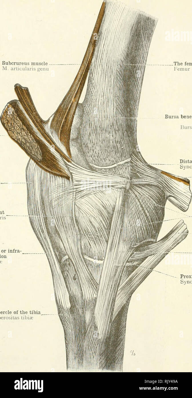 Infra patellar -Fotos und -Bildmaterial in hoher Auflösung – Alamy