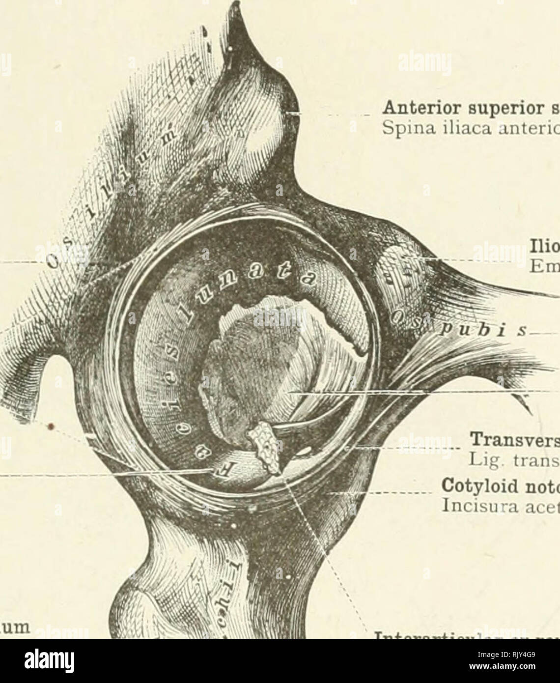 Spina iliaca anterior superior -Fotos und -Bildmaterial in hoher ...