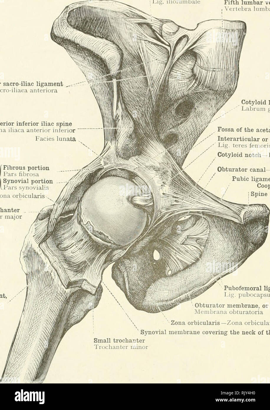 Spina iliaca anterior inferior -Fotos und -Bildmaterial in hoher ...