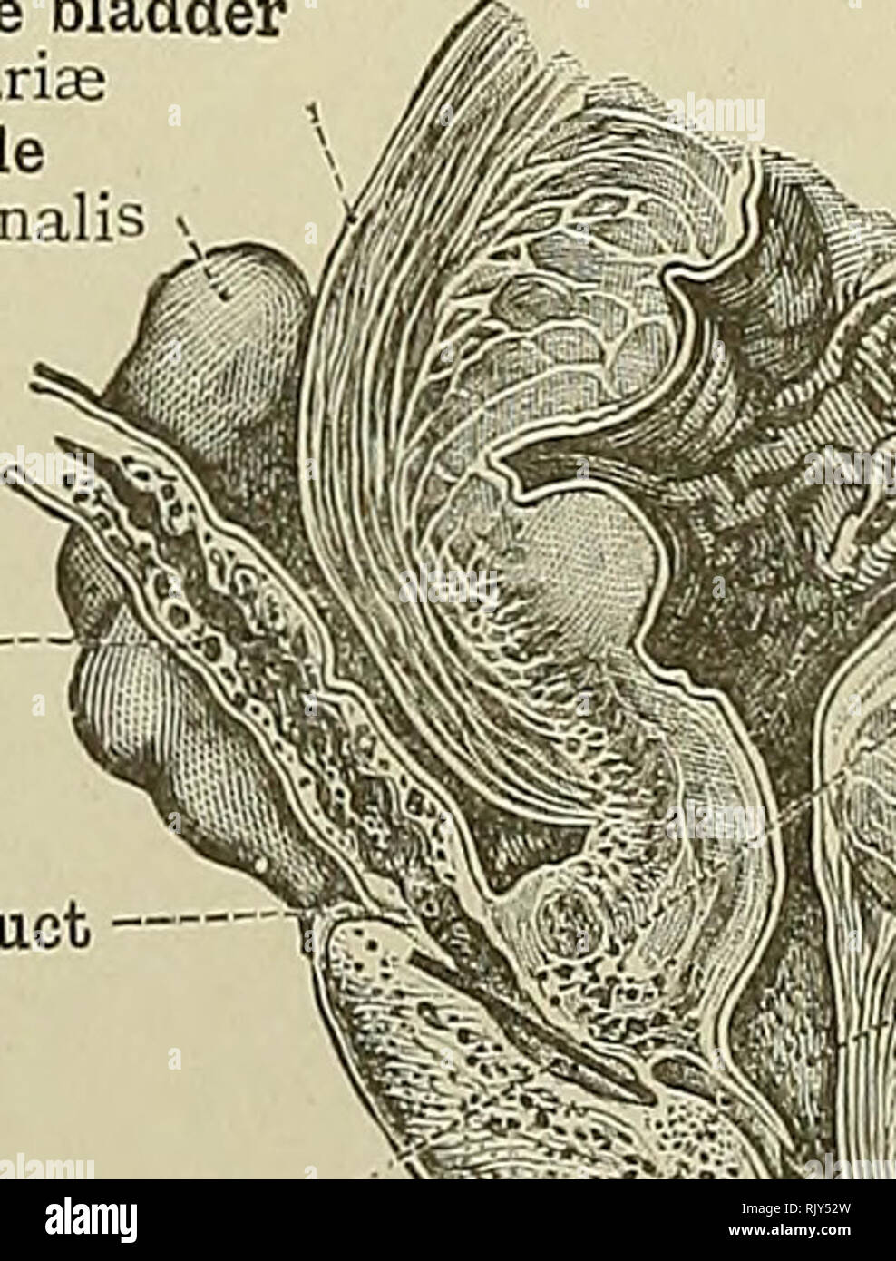 Ductus ejaculatorius -Fotos und -Bildmaterial in hoher Auflösung – Alamy
