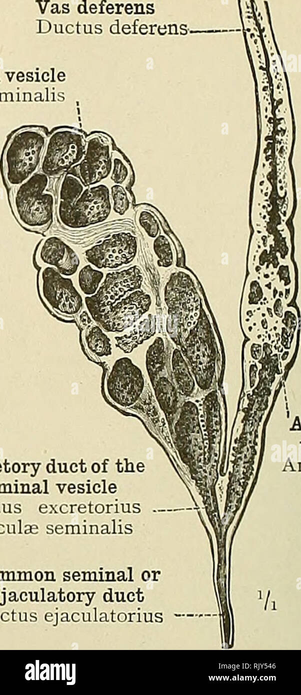 . Ein Atlas der menschlichen Anatomie für Studenten und Ärzte. Anatomie ...
