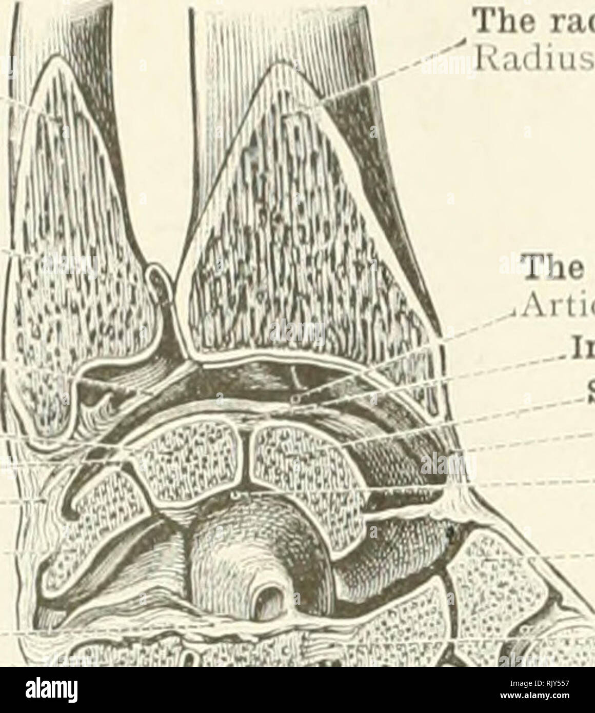 . Ein Atlas der menschlichen Anatomie für Studenten und Ärzte. Anatomie ...