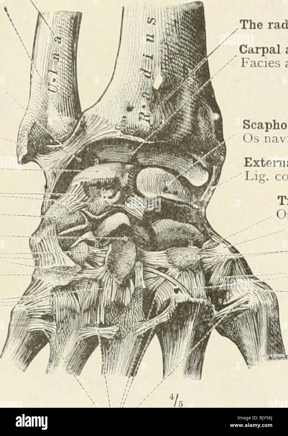 . Ein Atlas der menschlichen Anatomie für Studenten und Ärzte. Anatomie ...