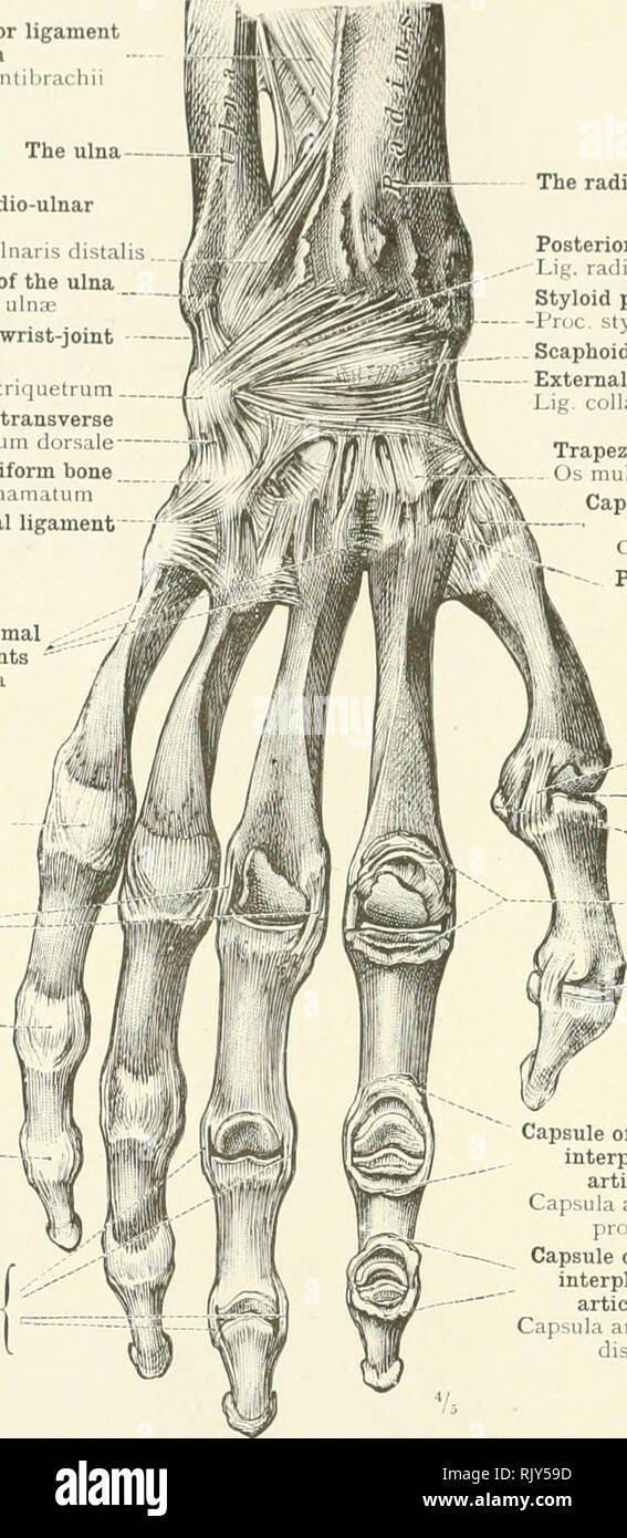 . Ein Atlas der menschlichen Anatomie für Studenten und Ärzte. Anatomie ...