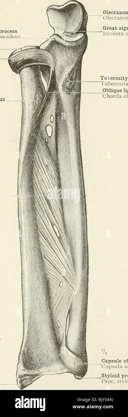 Membrana Interossea Stockfotos und -bilder Kaufen - Alamy