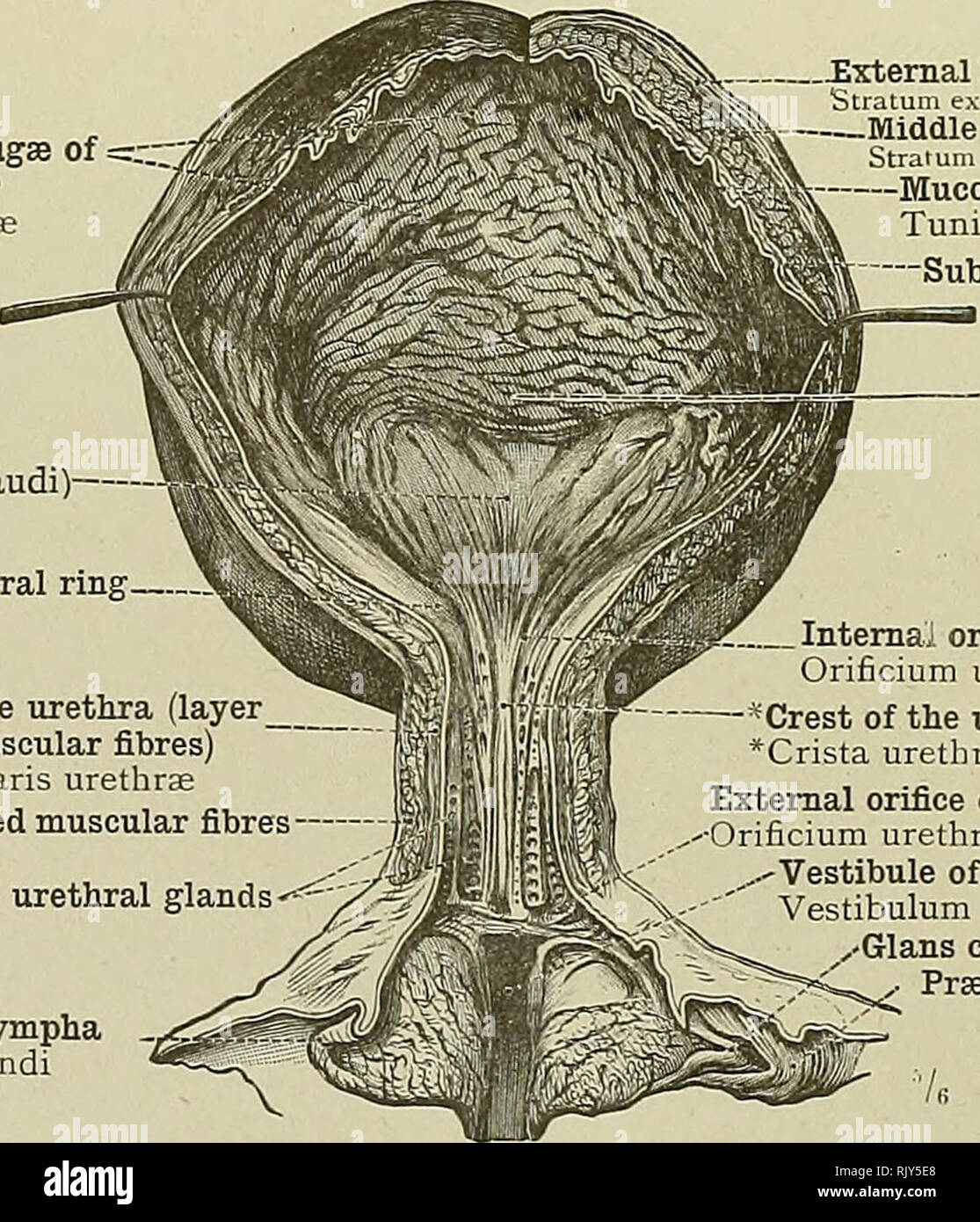 . Ein Atlas der menschlichen Anatomie für Studenten und Ärzte. Anatomie ...