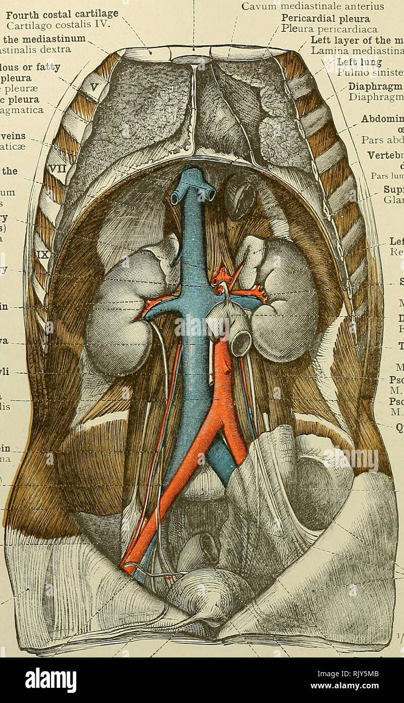 . Ein Atlas der menschlichen Anatomie für Studenten und Ärzte. Anatomie ...