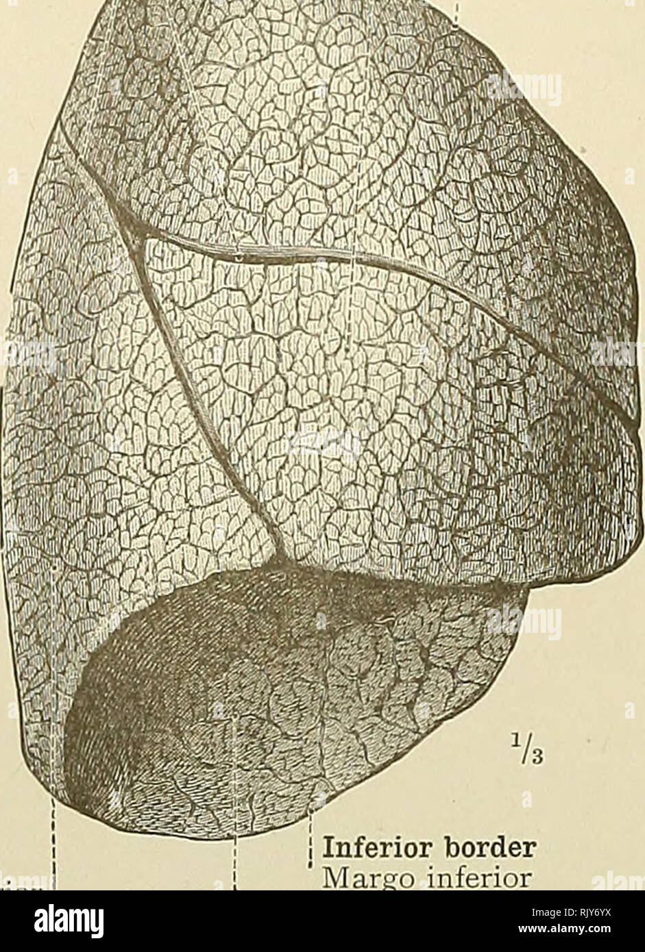 . Ein Atlas der menschlichen Anatomie für Studenten und Ärzte. Anatomie ...