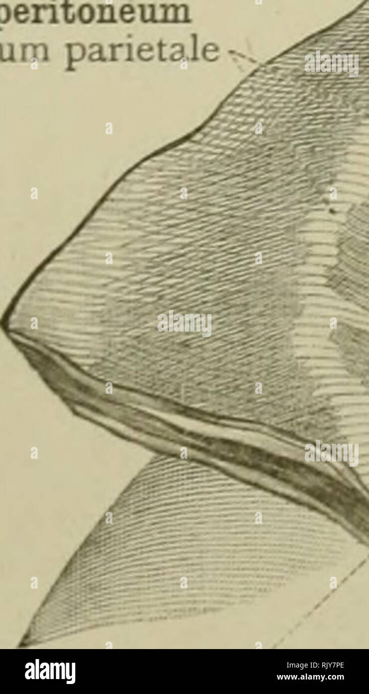 . Ein Atlas der menschlichen Anatomie für Studenten und Ärzte. Anatomie ...