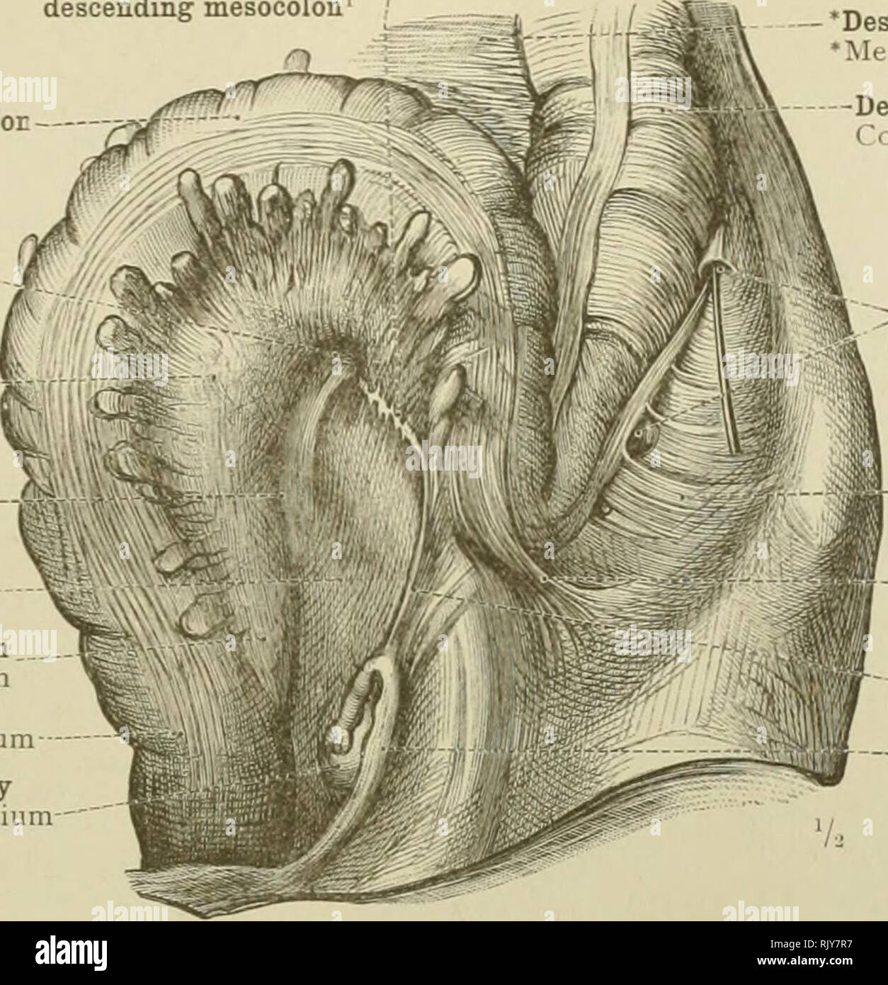 Sigmoid mesocolon -Fotos und -Bildmaterial in hoher Auflösung – Alamy