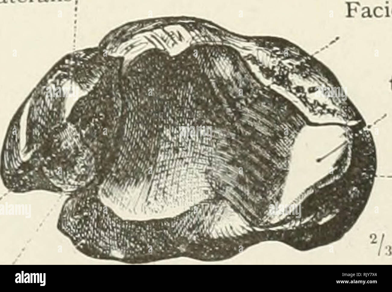 Tuberositas tibiae -Fotos und -Bildmaterial in hoher Auflösung – Alamy